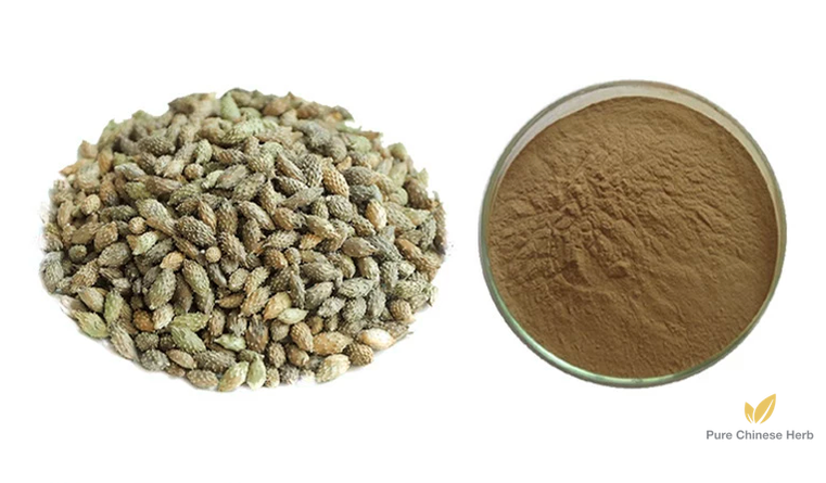 Buy Fructus Xanthii Extract 20:1 | Siberian Cocklebur Fruit | Cang Er ...