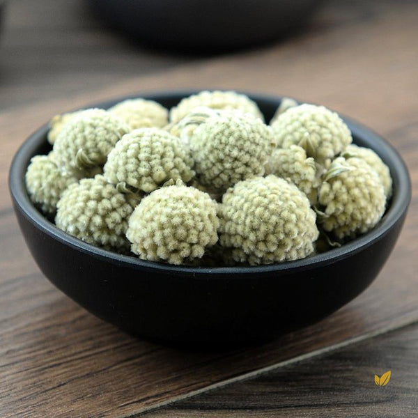 Buy Lv Luo Hua Green Flower Scindapsus Aureus Edgeworthia Chrysantha ...