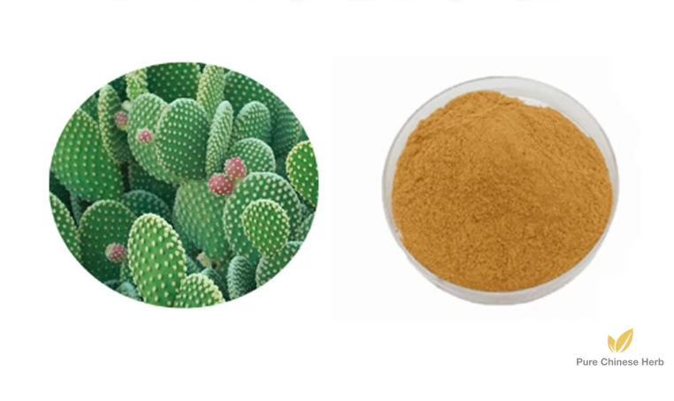 Buy Radix et Caulis Opuntiae Dillenii Extract 20:1 | Cholla Root and ...